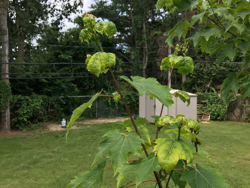 Autumn blaze maple curling and dying new growth