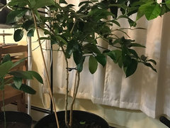 How can you tell the difference between sucker branches