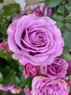 Please show me your Quicksilver Arborose.