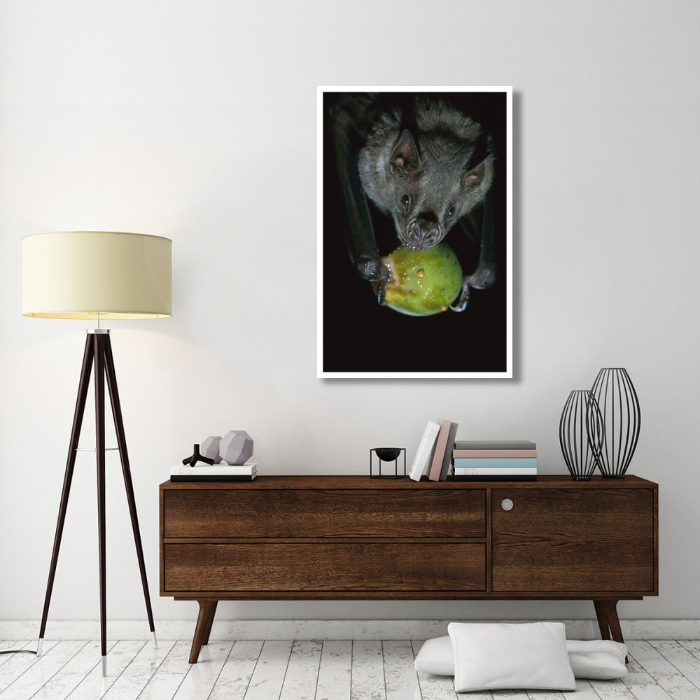 White-Throated Round-Eared Bat Eating A Fig, Barro Colorado Island ...