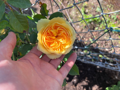 Unscented Yellow David Austin Rose?
