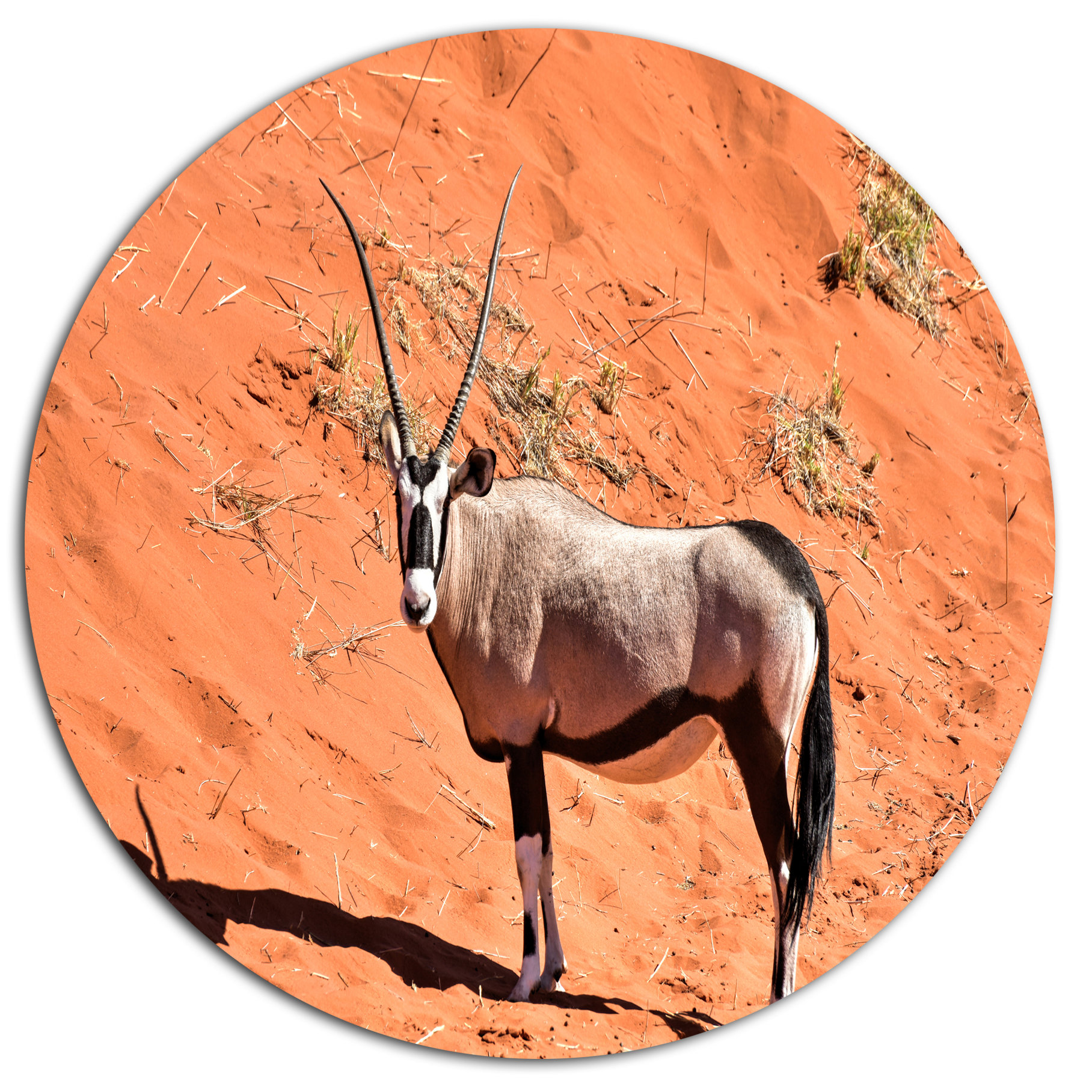 Oryx In Bright Namib Desert, Animal Disc Metal Wall Art Print, Disc of ...