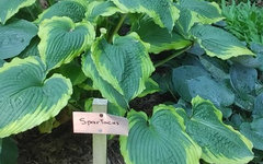 Trip to Fox Hosta Farm | Houzz Forum