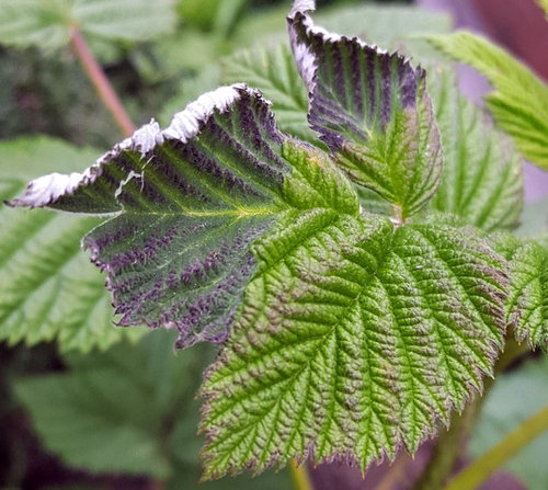 Raspberry problem - deficiency maybe?
