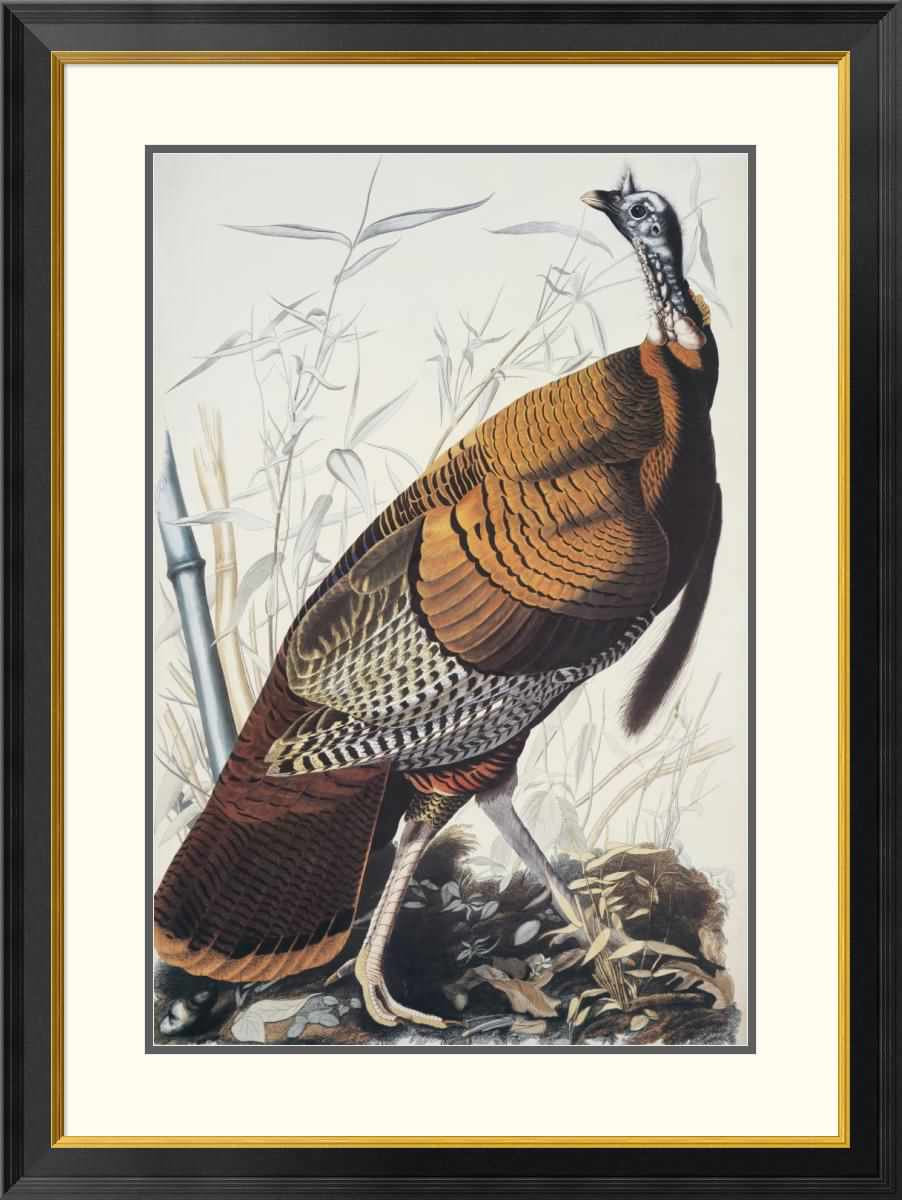 "Wild Turkey" Framed Digital Print by John James Audubon, 22x28", 30" x ...