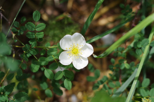 Odd roses and their garden friends.