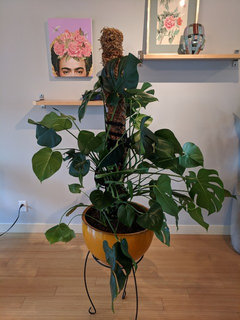 Help shaping Monstera | Houzz Forum