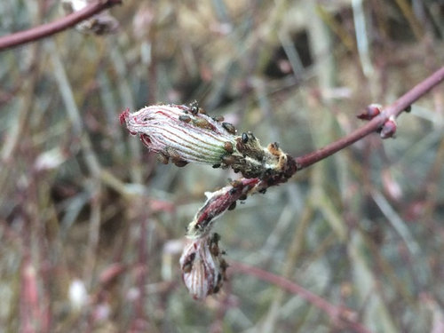 What are these bugs on my Japanese Maple?