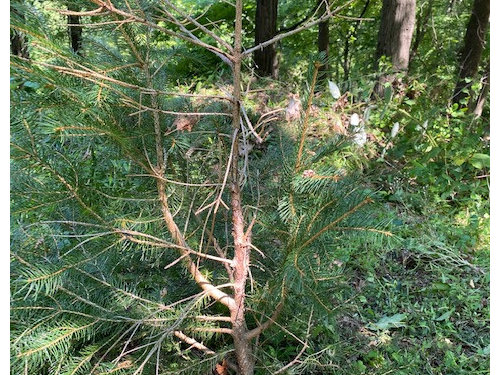 Dieback on norway spruce