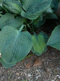 Two hosta sports!