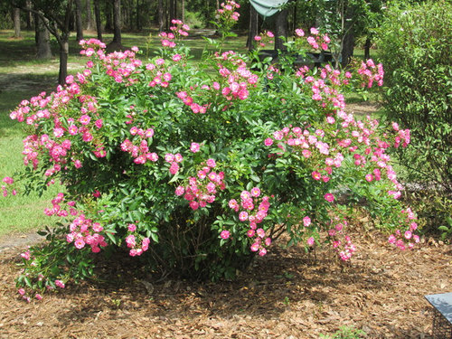 Martha's Vineyard is a spectacular rose not known to many
