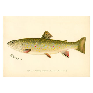 Female Brook Trout Print, 16" x 20" - Contemporary - Prints And Posters ...
