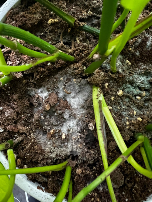 mold-looking layer over potting mix | Houzz Forum