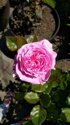 new kordes roses: Summer Romance and First Crush