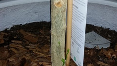 How can you tell the difference between sucker branches