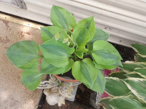 H. Luna Moth arrived and a bonus.. Hosta #17