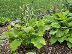 Hosta C 2023 .............................