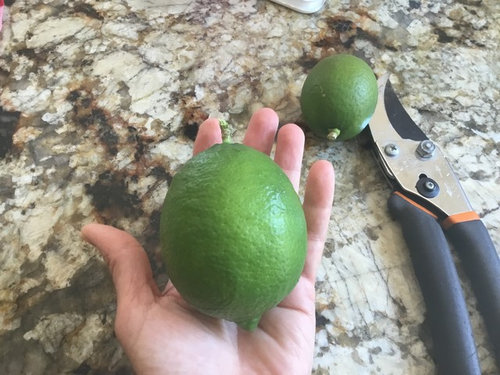 Lime comparison - key lime vs. "giant" key lime vs. limequat