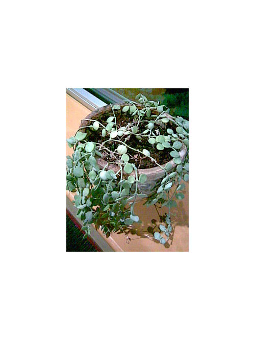 small round leaves house plant