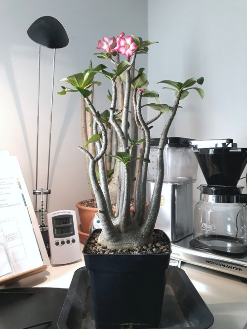 Adenium arabicum 'RCN' Progress