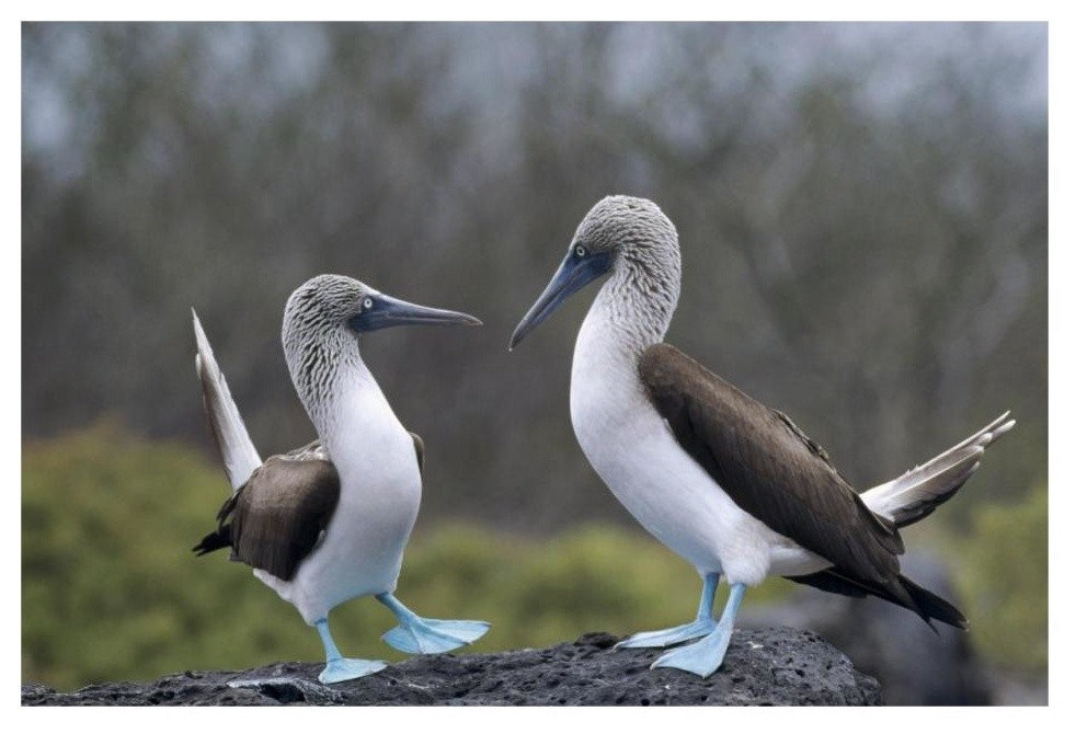 Blue-Footed Booby Pair In Courtship Dance, Galapagos Islands, Ecuador ...