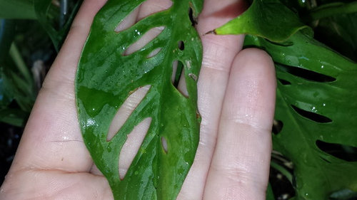 Monstera identification