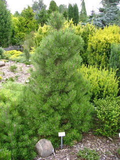 Pinus mugo Tannenbaum