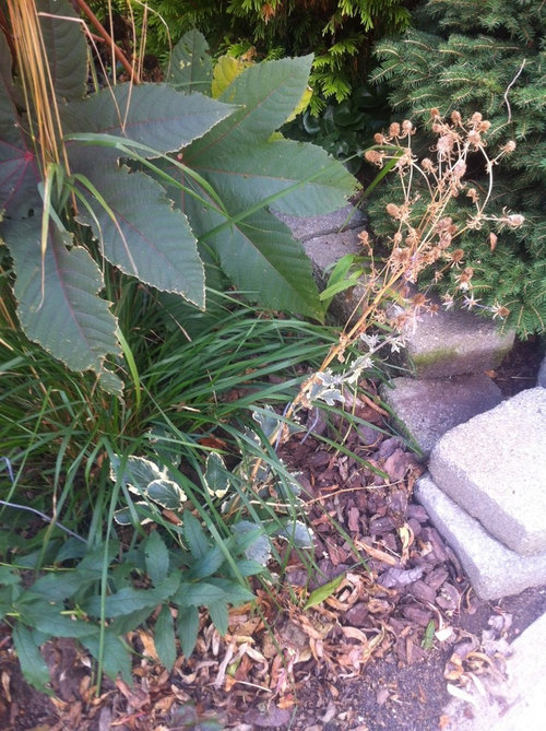 Dealing with "the splay" - show me your favourite plant supports ...