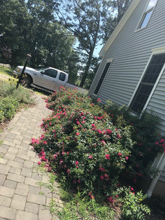 Your Complete Guide to Fall Rose Care