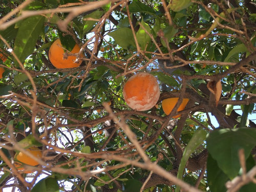 New home, old orange tree