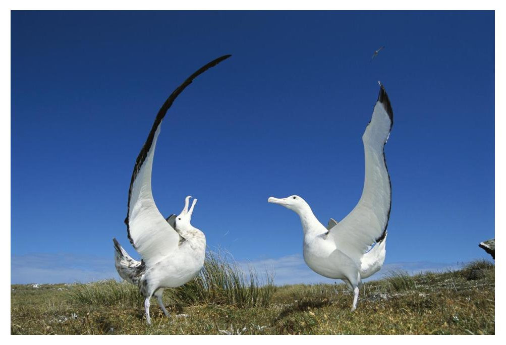 "Gibson's Wandering Albatross Courtship Display, Adams Island" Wall Art ...