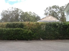 Don't Hedge Me In: Check Out These Alternatives to Box Hedges | Houzz NZ