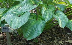 Trip to Fox Hosta Farm | Houzz Forum