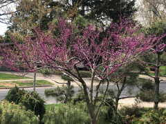 Multi-trunk redbud tree concern!
