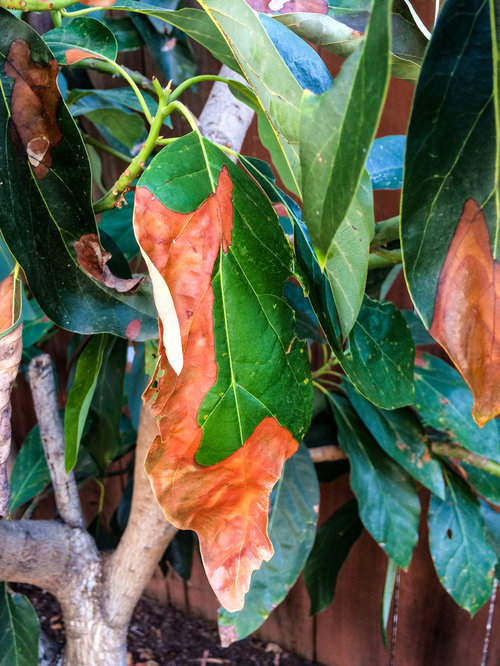 Avocado Salt Burn????