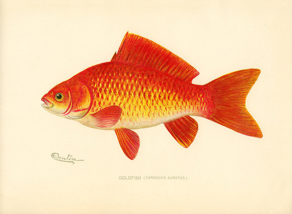 Goldfish Print, 17" x 22" - Contemporary - Prints And Posters - by ...