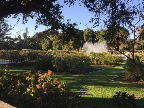 USC rose garden in November :) | Houzz Forum