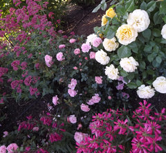 Driveway conundrum with Drift Roses