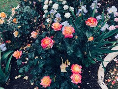 Which roses hold up best in high heat/humidity