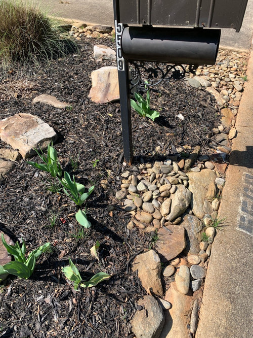 landscape design around mailbox! | Houzz Forum