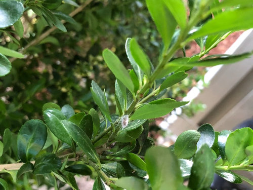 What are these insects on my Steeds Holly?