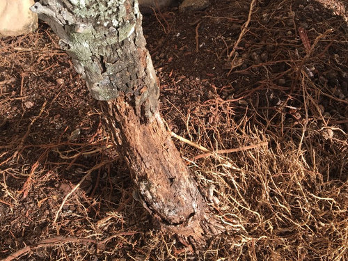 Pygmy Date Palm with trunk rot | Houzz Forum