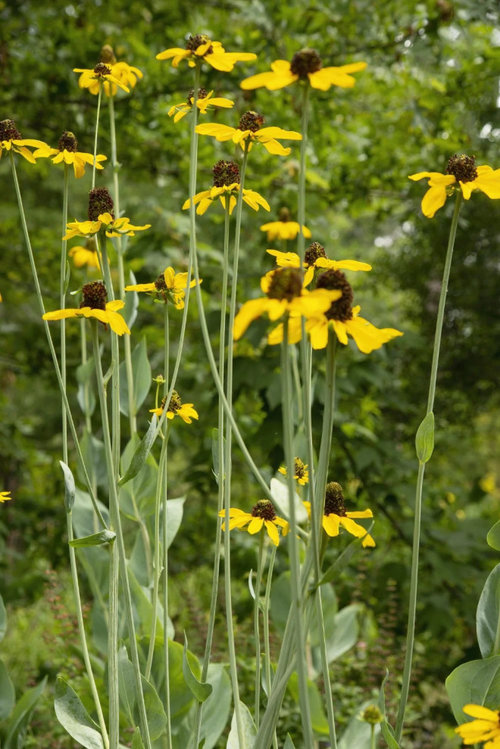 Tithonia rotundifolia Mexican Sunflower mutated; Will it be invasive?