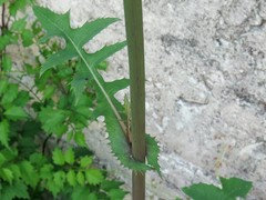 Purple, Spiky, "Dandelion?"