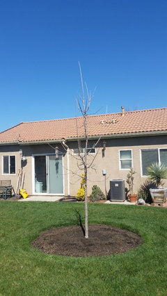 Quercus Urban Pinnacle oak tree