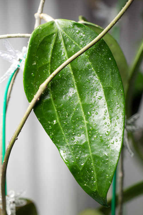 Home & Hobby Hoya Rigida Planters & Pots etna.com.pe