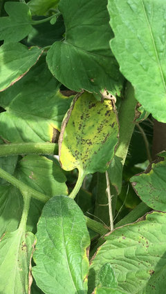 Why are my tomato leaves yellow/brown?