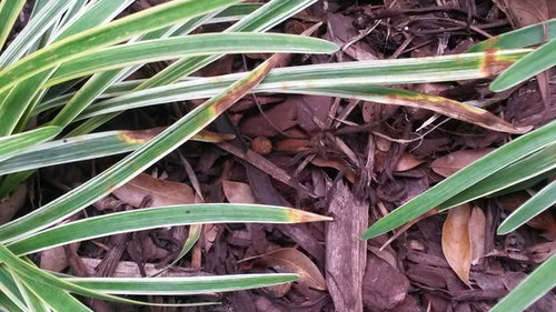 Brown Tips