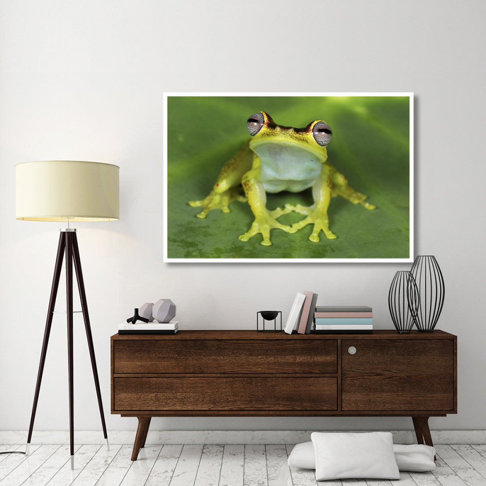 "Treefrog at night, Colombia" Digital Paper Print by Thomas Marent, 20 ...
