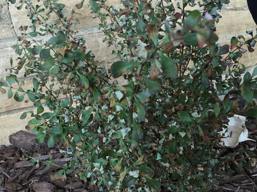 Barberry is dying/dead | Houzz Forum